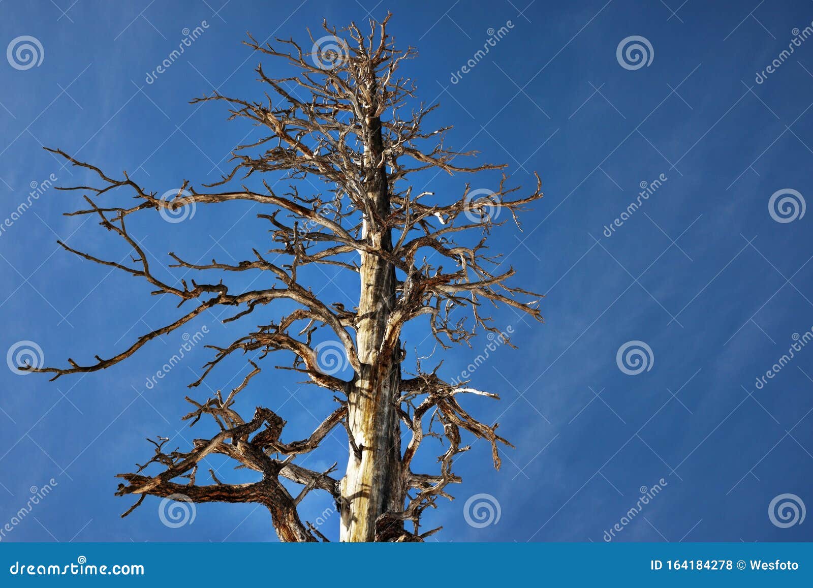 Barren Branches and Sky stock photo. Image of damage - 164184278
