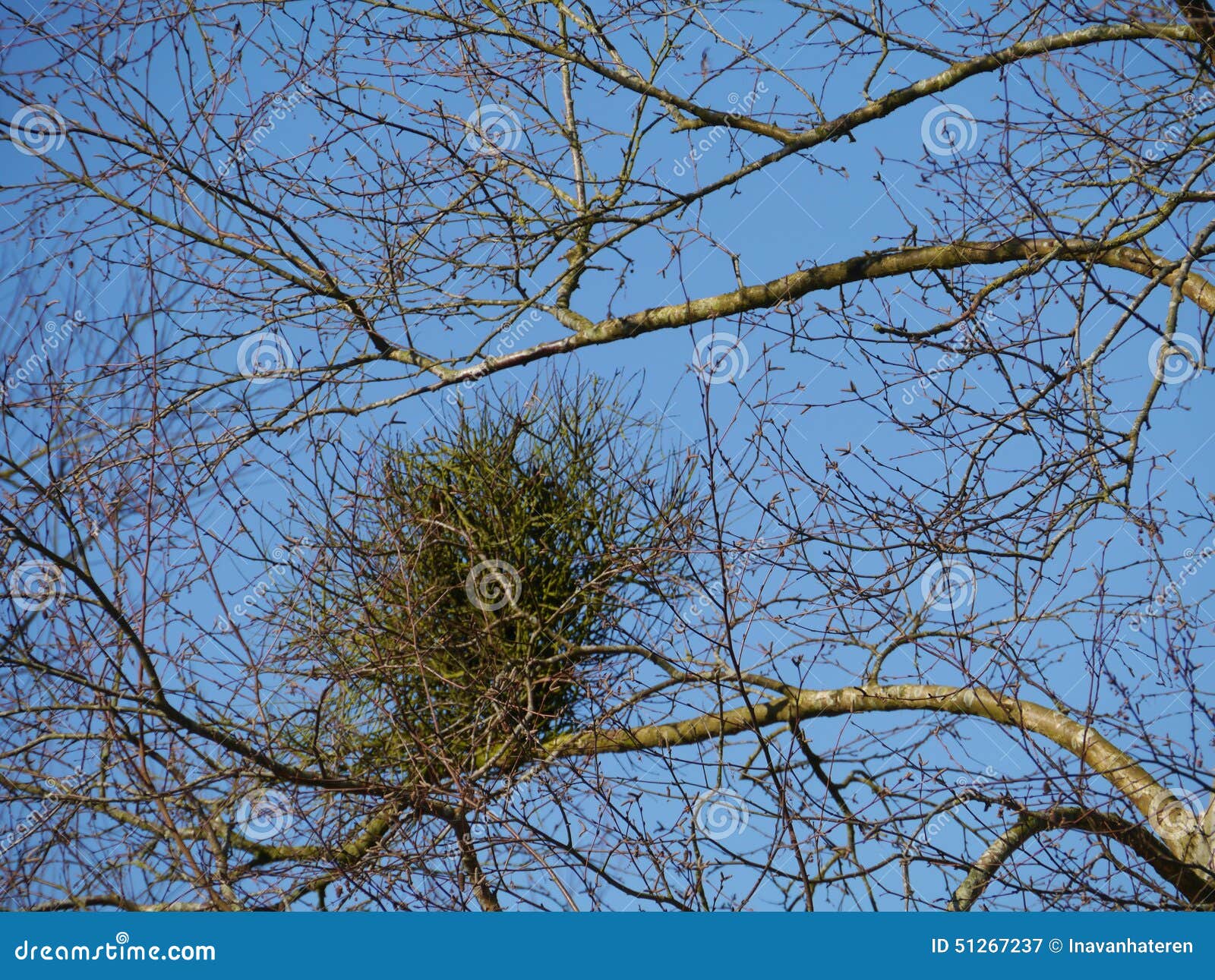 Barren Branches of a Tree in Spring Stock Image - Image of blue ...
