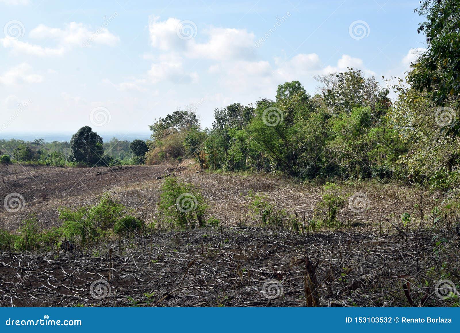Barren Corn Field on Post Harvest Stock Photo - Image of blue, summer ...