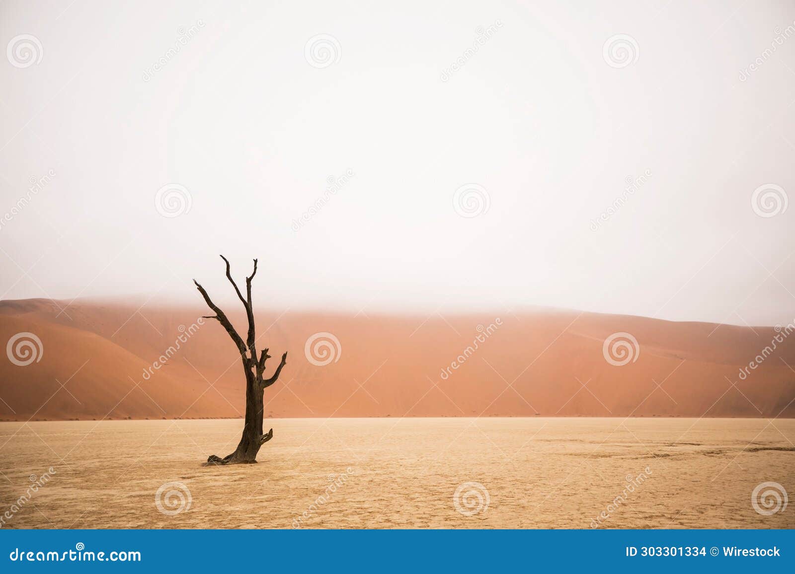 Barren Desert Landscape Featuring Dead Trees in Africa Stock Photo ...