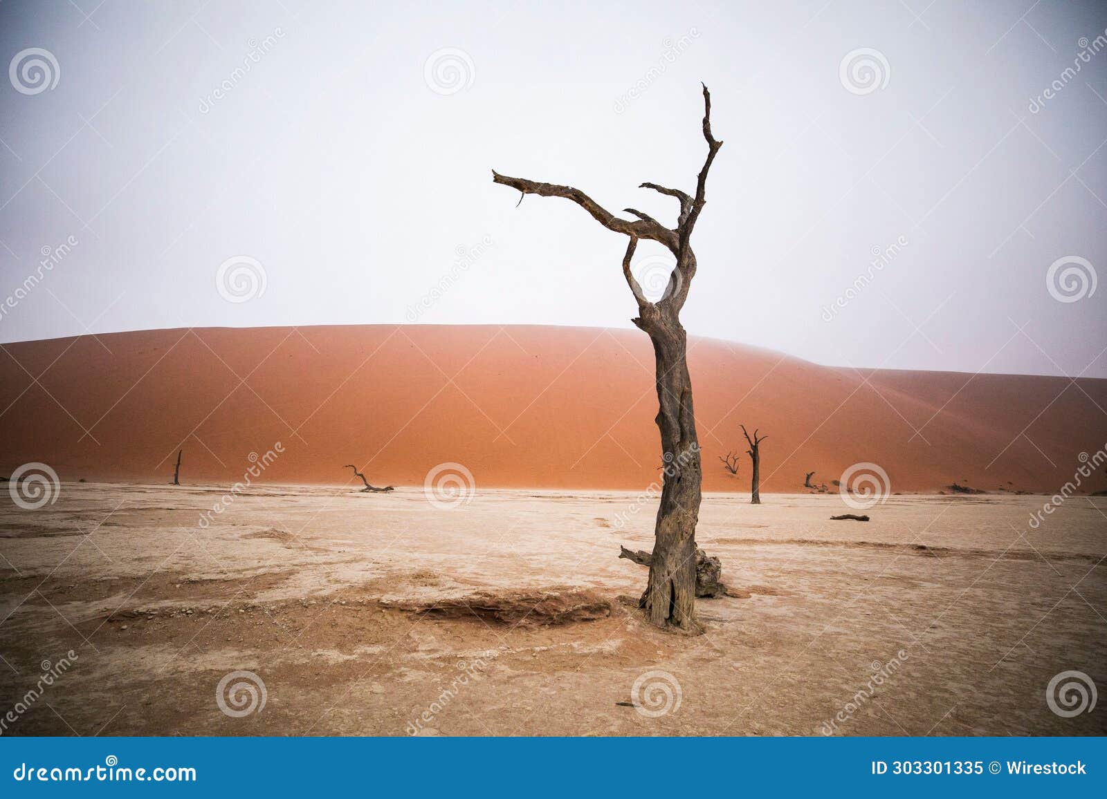 Barren Desert Landscape Featuring Dead Trees in Africa Stock Image ...