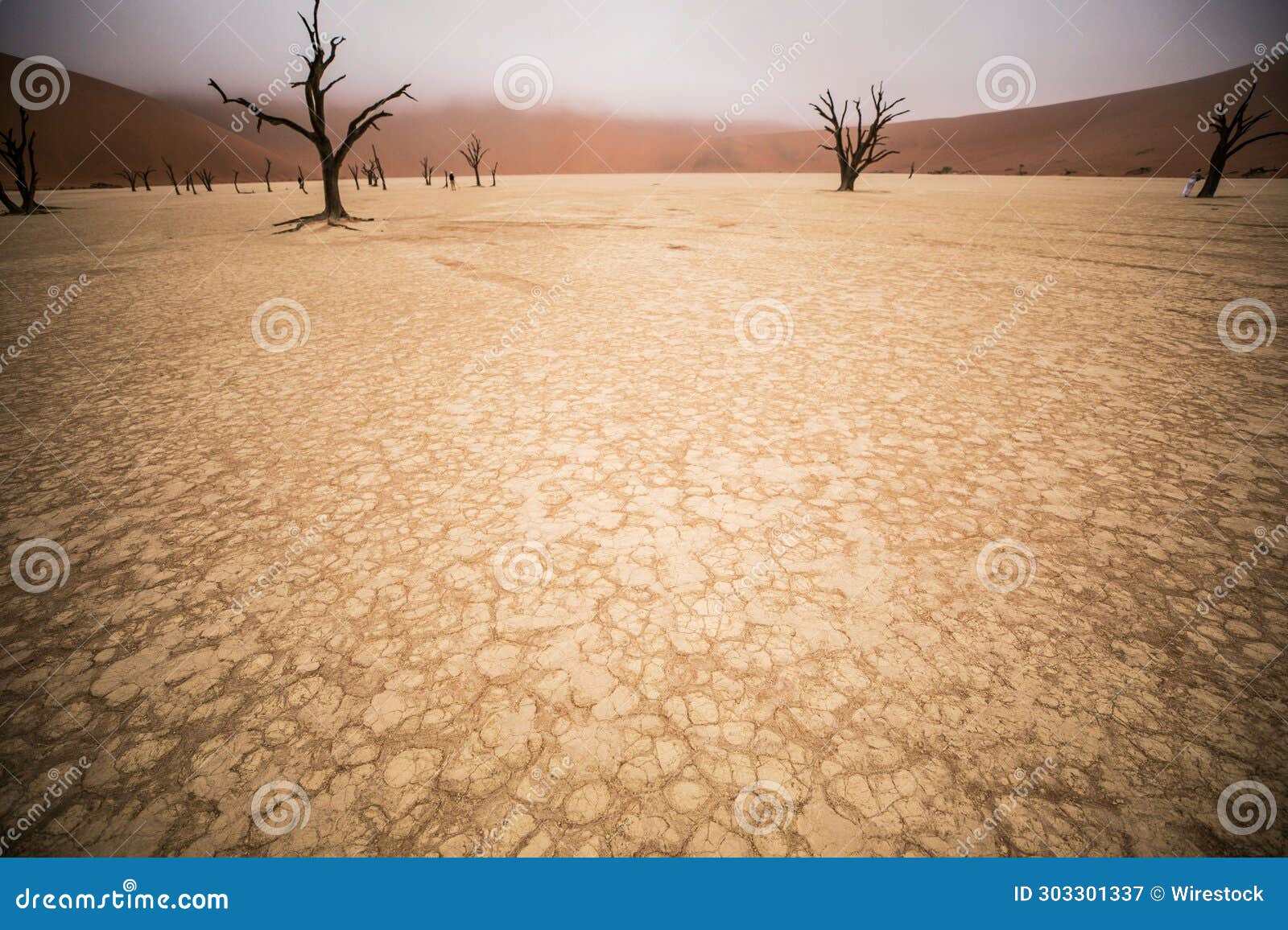 Barren Desert Landscape Featuring Dead Trees in Africa Stock Image ...