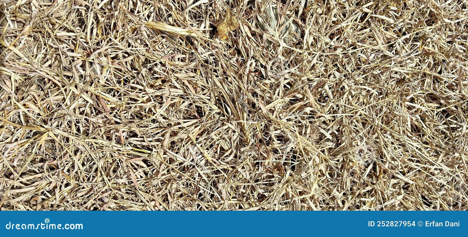 Barren Dry Grass during the Day Stock Photo - Image of twig, leaf ...