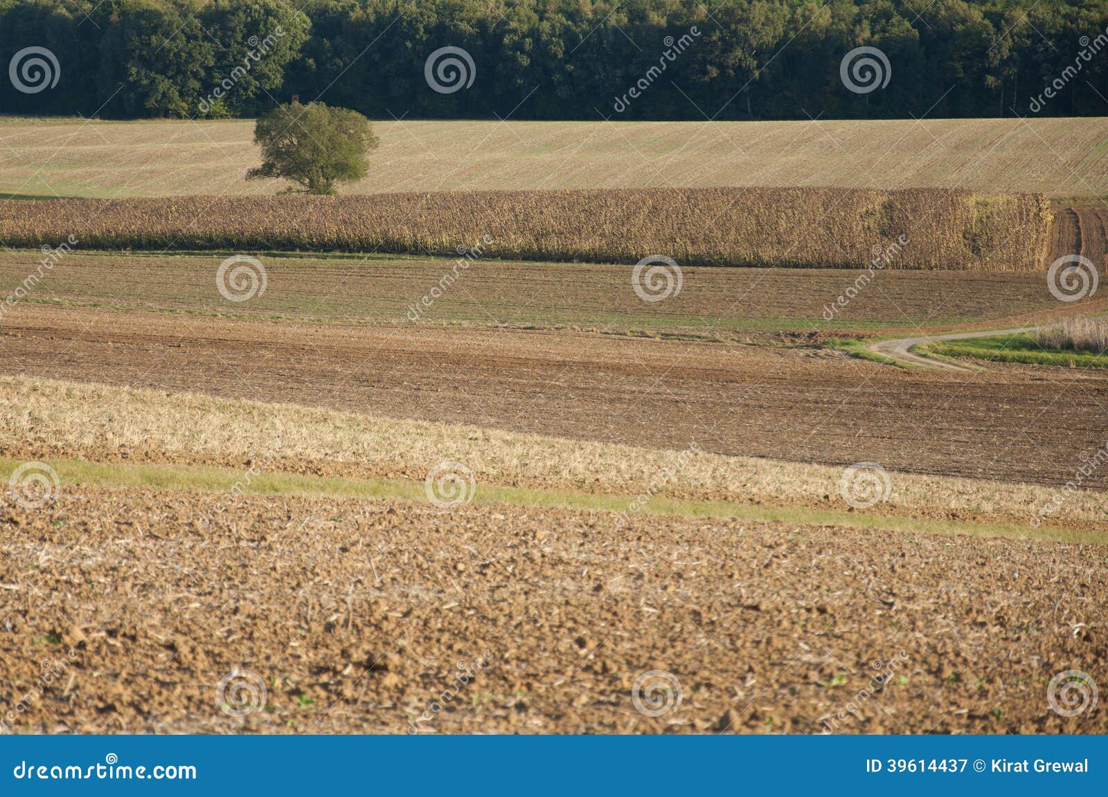 Barren Field Besides a Forest Stock Image - Image of plantation, land ...