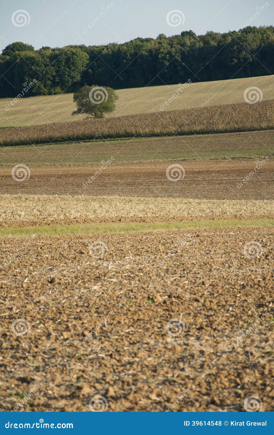 Barren Field Besides a Forest Stock Photo - Image of ploughed, grow ...