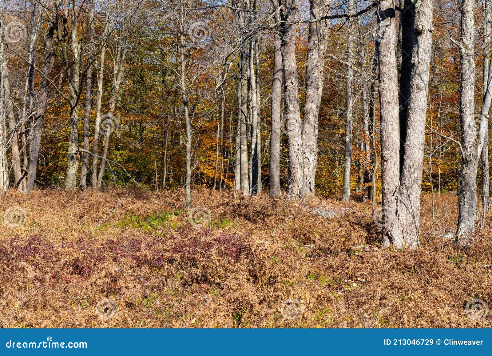 Barren Forest of Autumn stock image. Image of scenics - 213046729