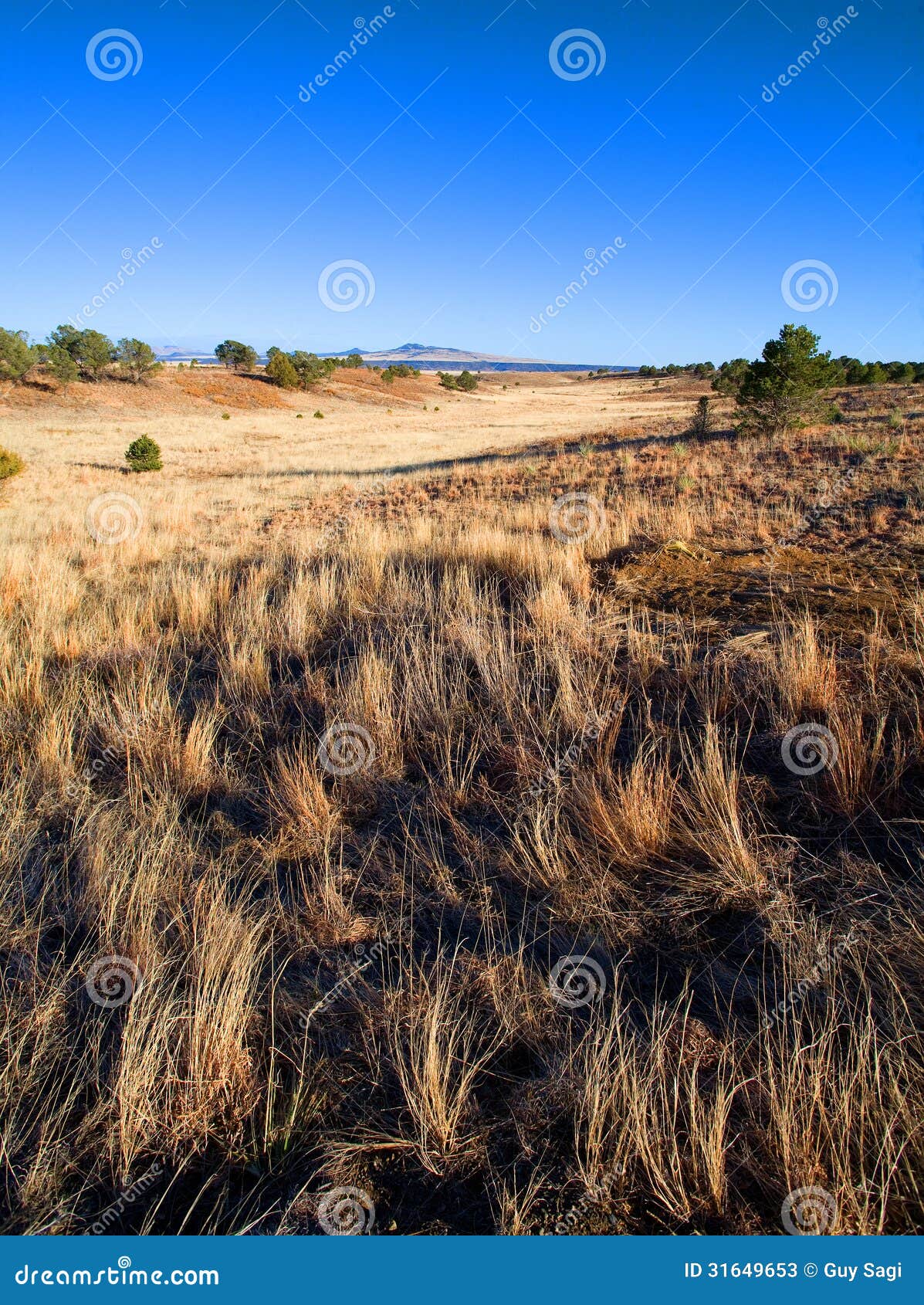 Barren land stock image. Image of hills, brown, trees - 31649653