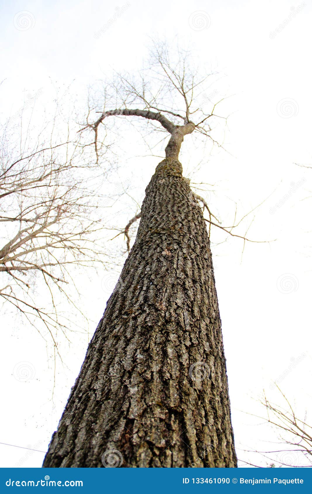 Barren Oak Tree in the Middle of Winter Stock Photo - Image of nature ...
