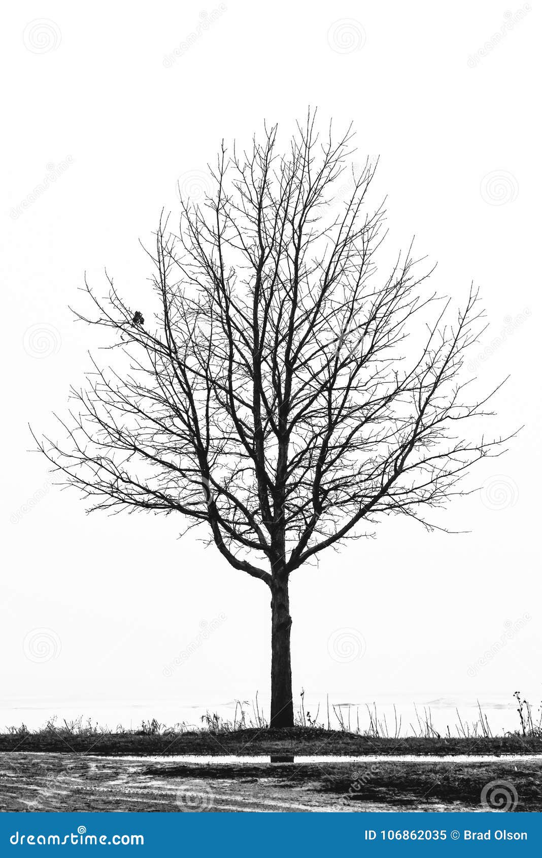 Barren Park Tree on Winter Day Stock Image - Image of barren, winter ...