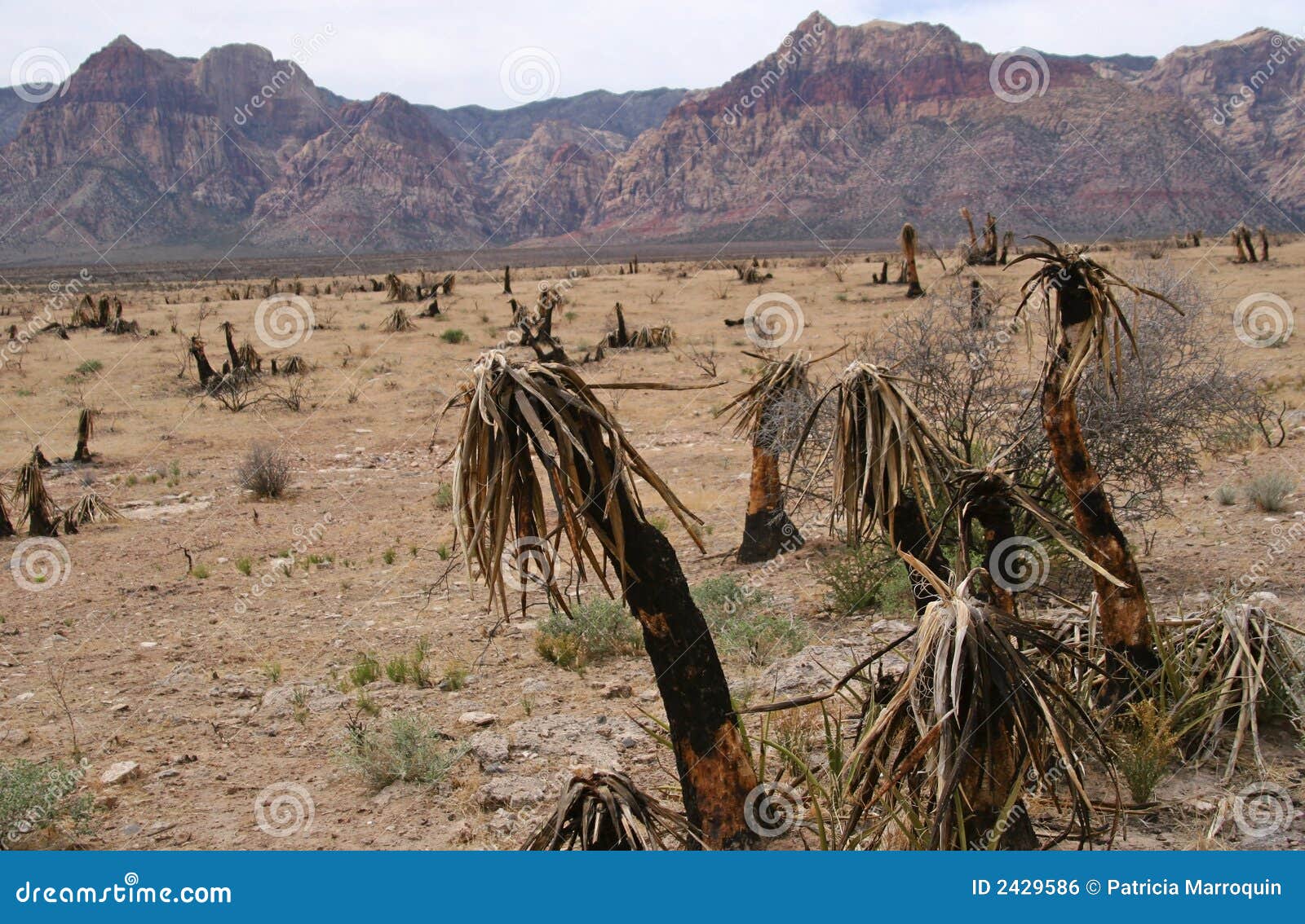 Barren Red Rock Canyon stock photo. Image of landscape - 2429586
