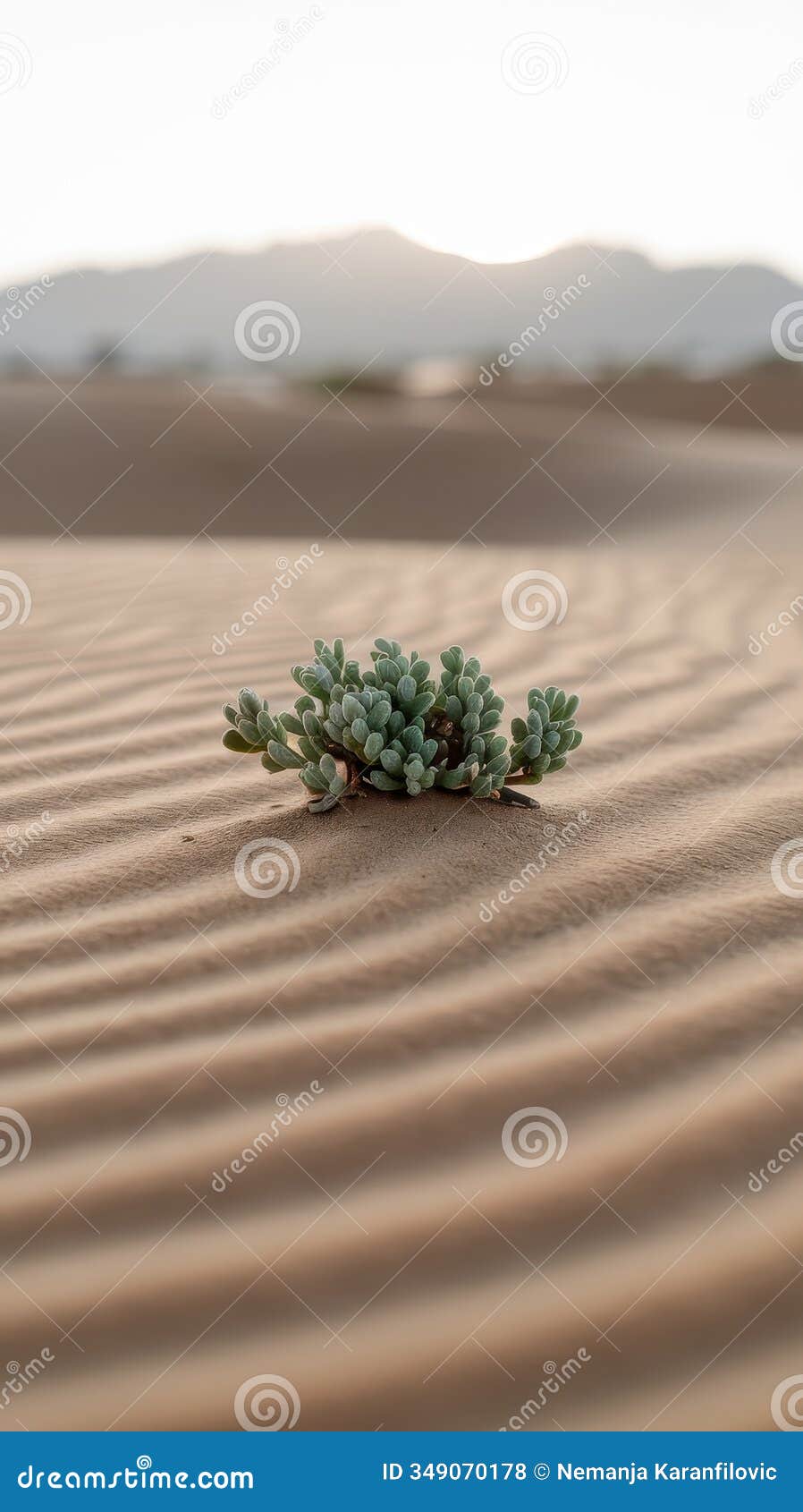 Barren Sand Dunes with Small Green Plant in Lower Corner Stock ...