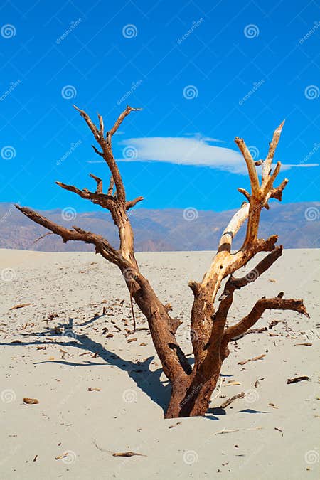 Barren Tree stock image. Image of landscape, bifurcated - 17416011