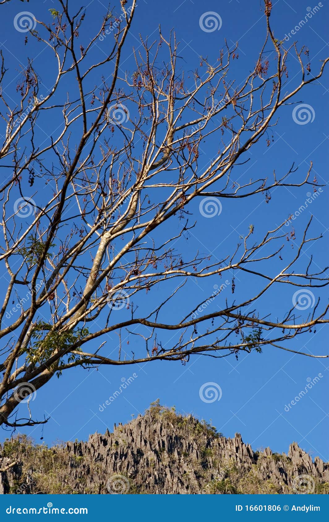 Barren Tree Against Blue Sky Stock Photo - Image of barren, profile ...