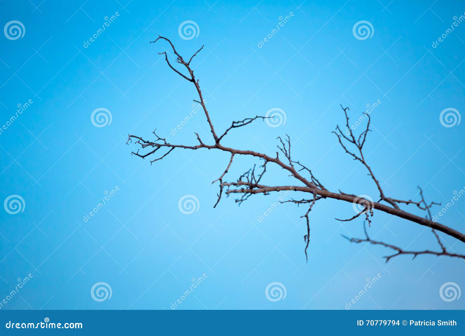 Barren tree branch at dusk stock photo. Image of haunted - 70779794