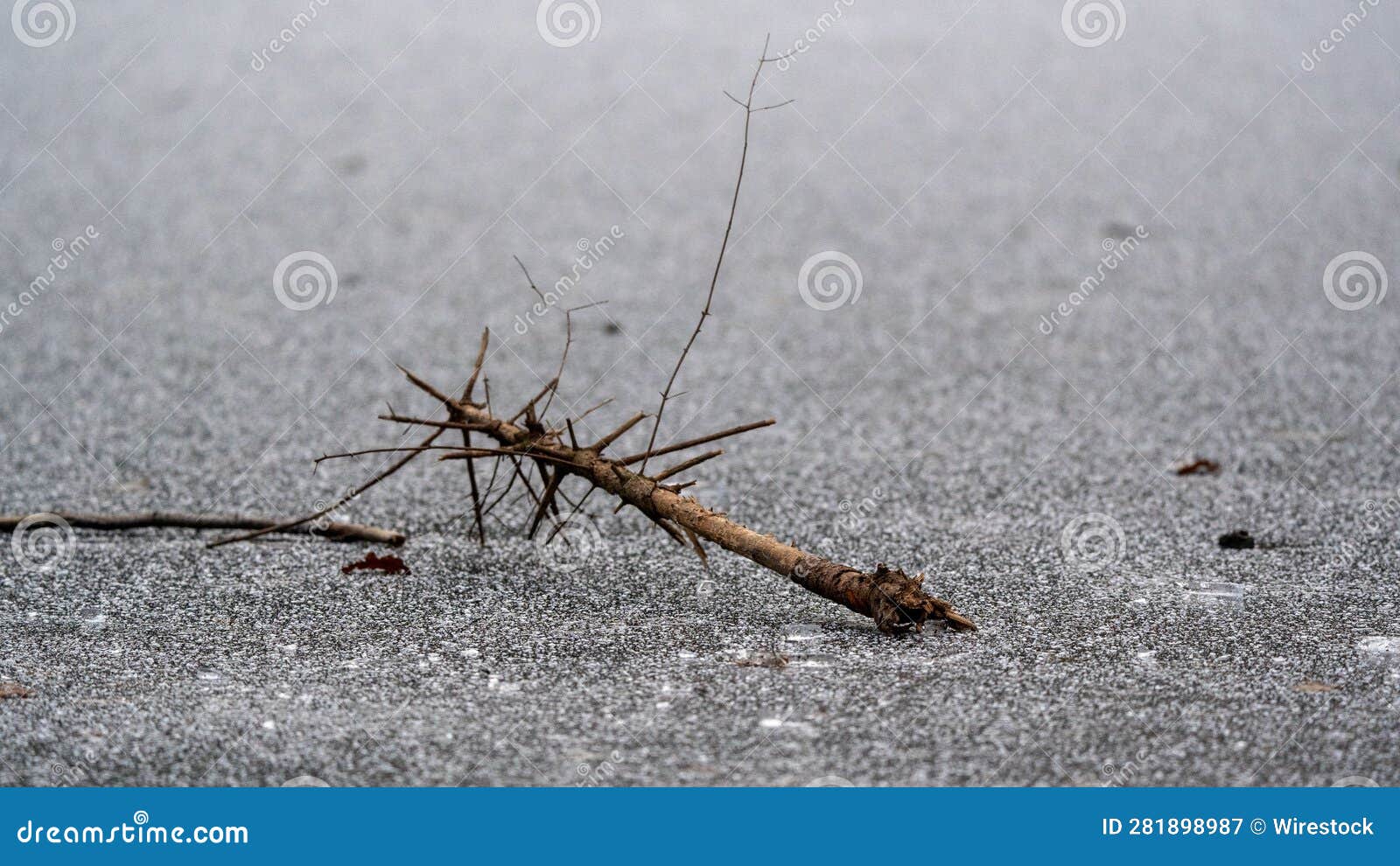 Barren Tree Branch Sits beside a Lake, with Chunks of Ice Floating in ...