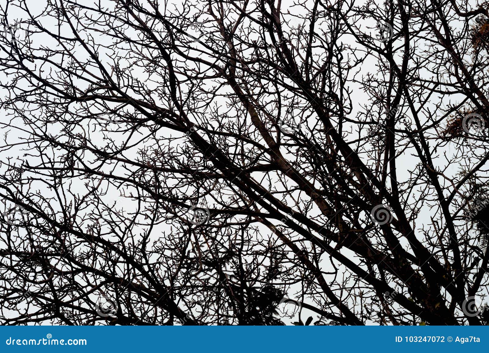 Barren Tree Branches Against Sky Stock Photo - Image of branches, light ...