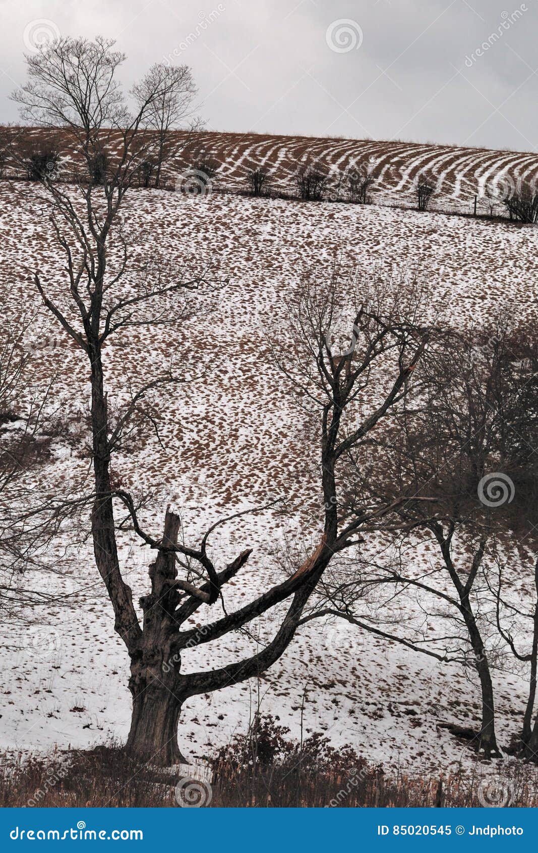 Barren Tree on a Cold Mid-winter Day in Front of Field Lightly Covered ...