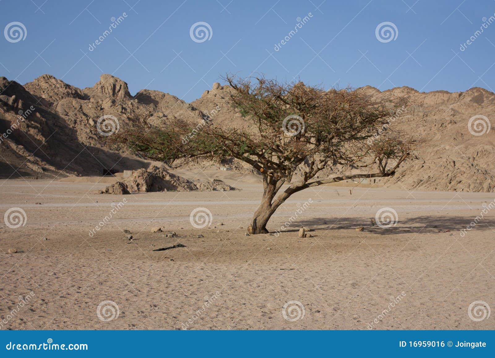 Barren tree in the desert stock photo. Image of egypt - 16959016