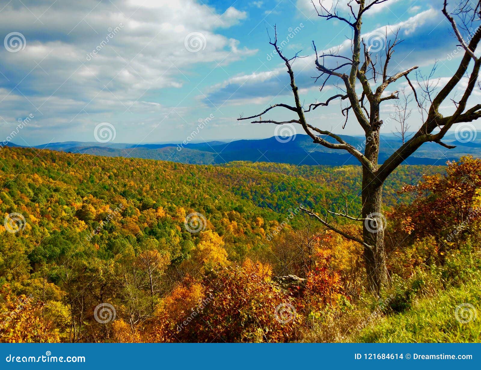 Barren Tree among Fall Foliage Trees Stock Photo - Image of clouds ...