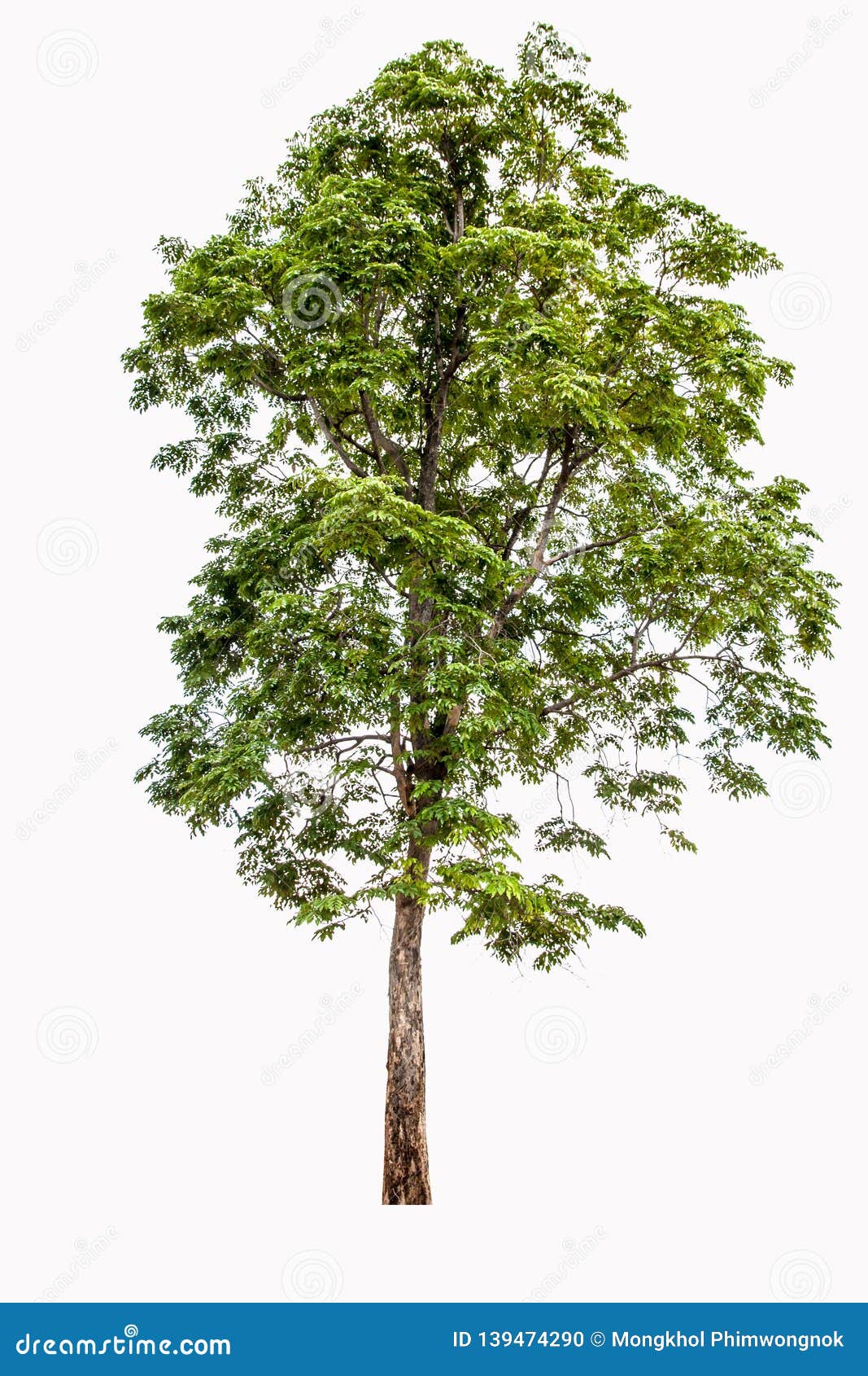 Barren Tree on Isolated Background Stock Photo - Image of plant, forest ...