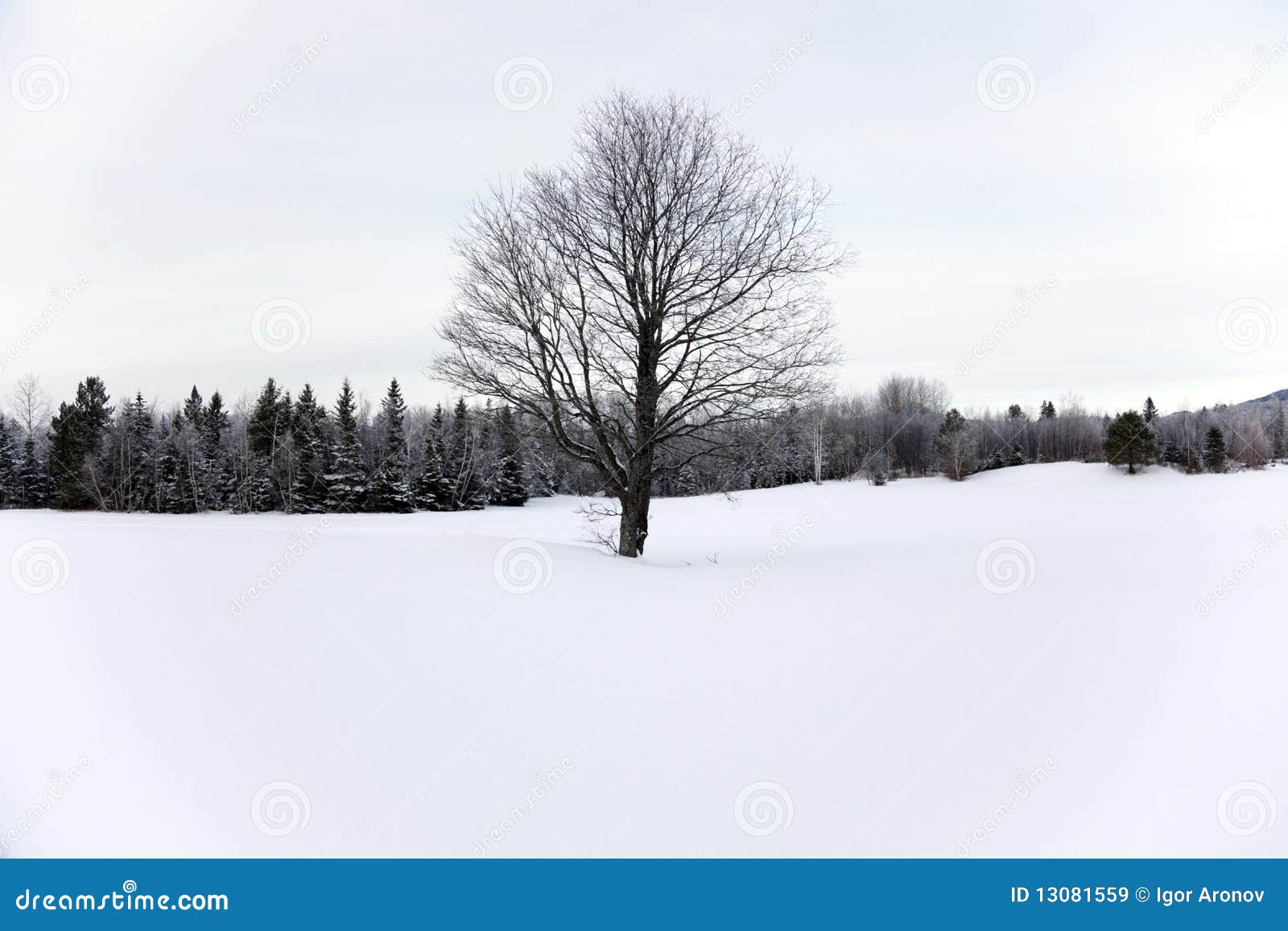 Barren tree in the snow stock image. Image of woods, forest - 13081559
