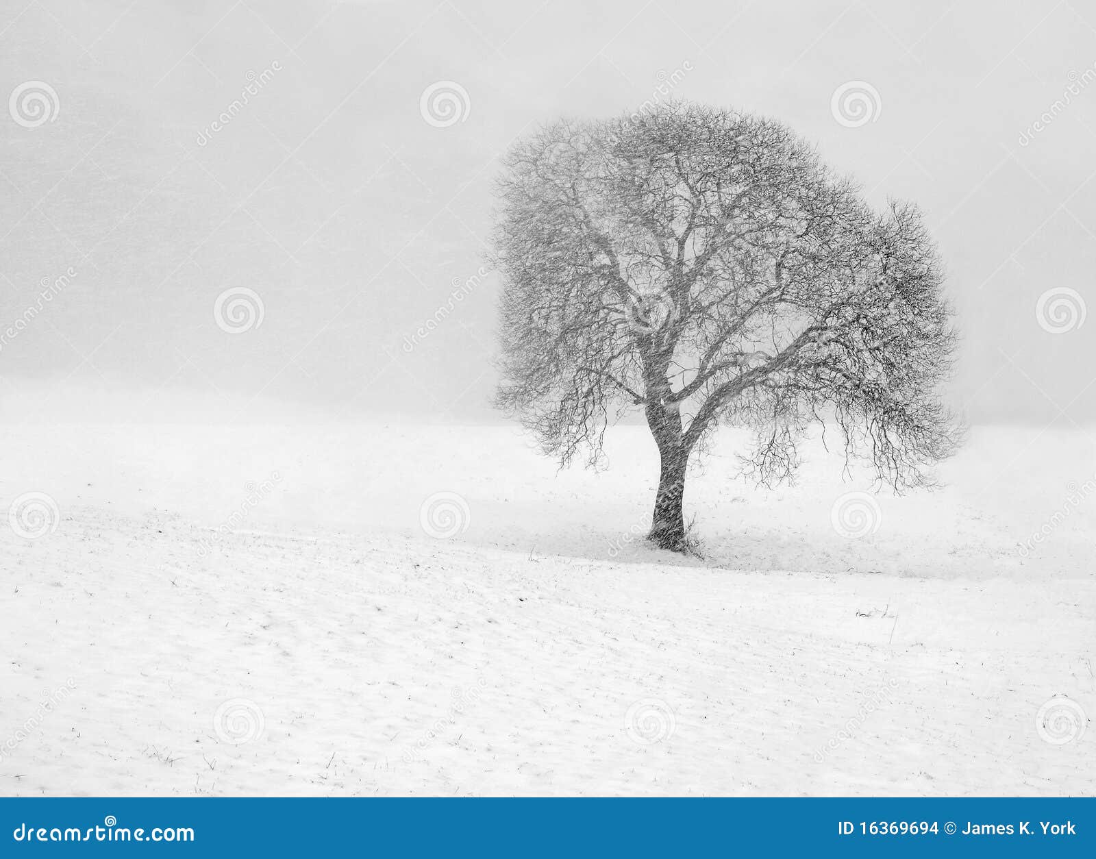 Barren tree in snow stock photo. Image of north, carolina - 16369694