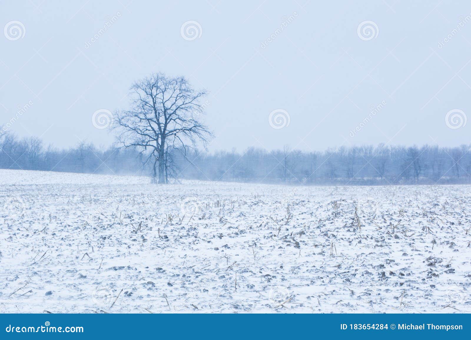 Barren Tree Standing Alone in a Snow Covered Field during a Snow Storm ...