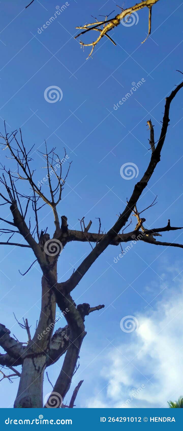 A Barren Tree Trunk in a Barren Season Stock Photo - Image of branch ...