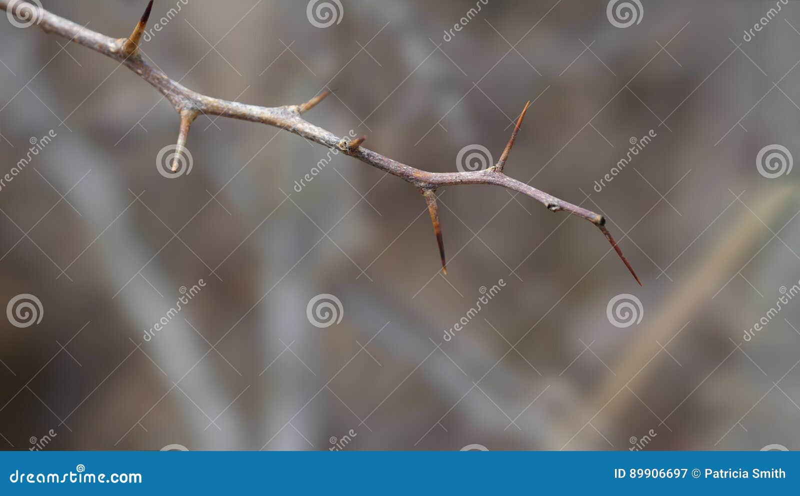 Barren tree twig stock image. Image of scary, tree, lifeless - 89906697