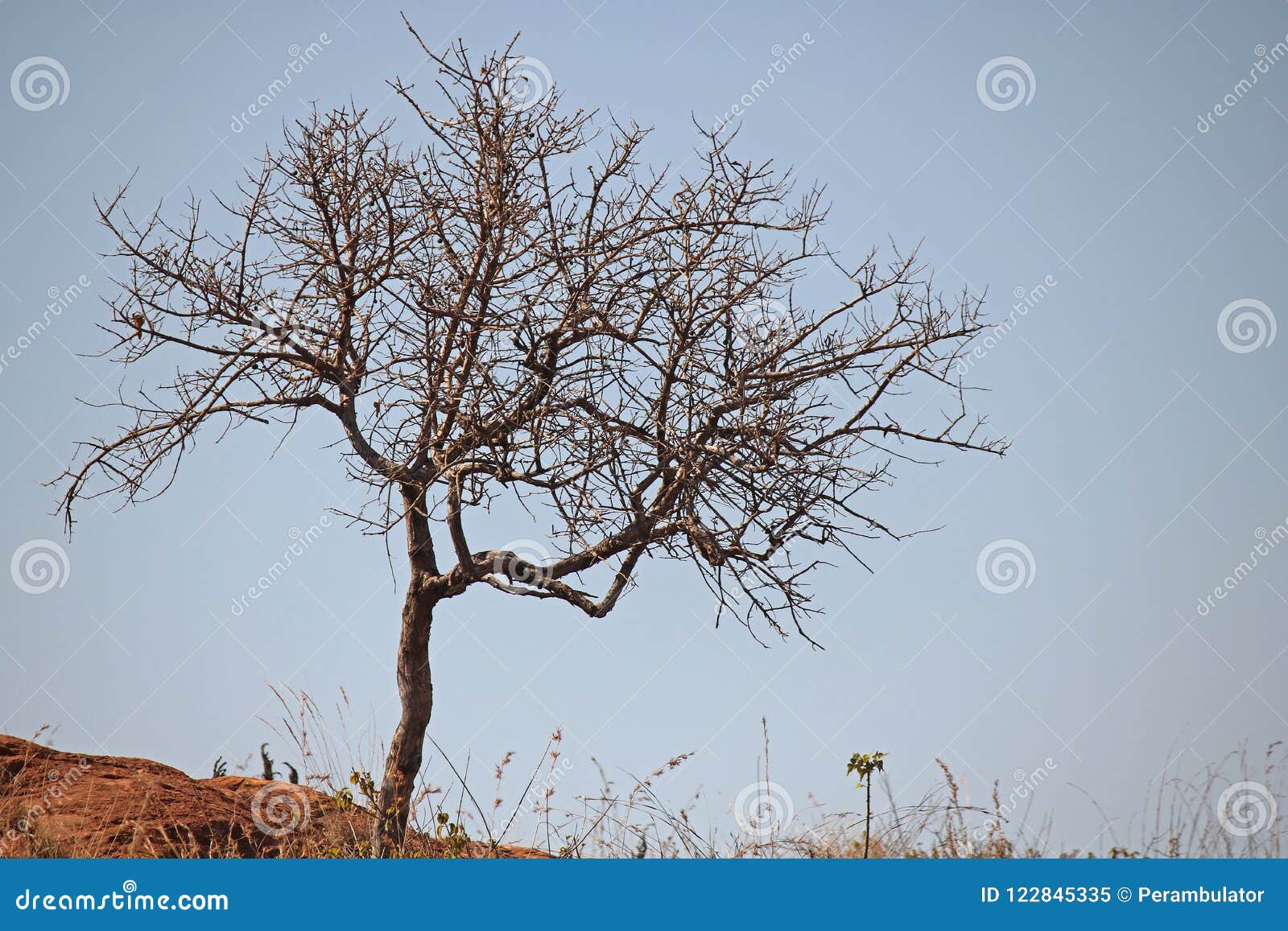 BARREN TREE in WINTER AGAINST BLUE SKY Stock Image - Image of nature ...