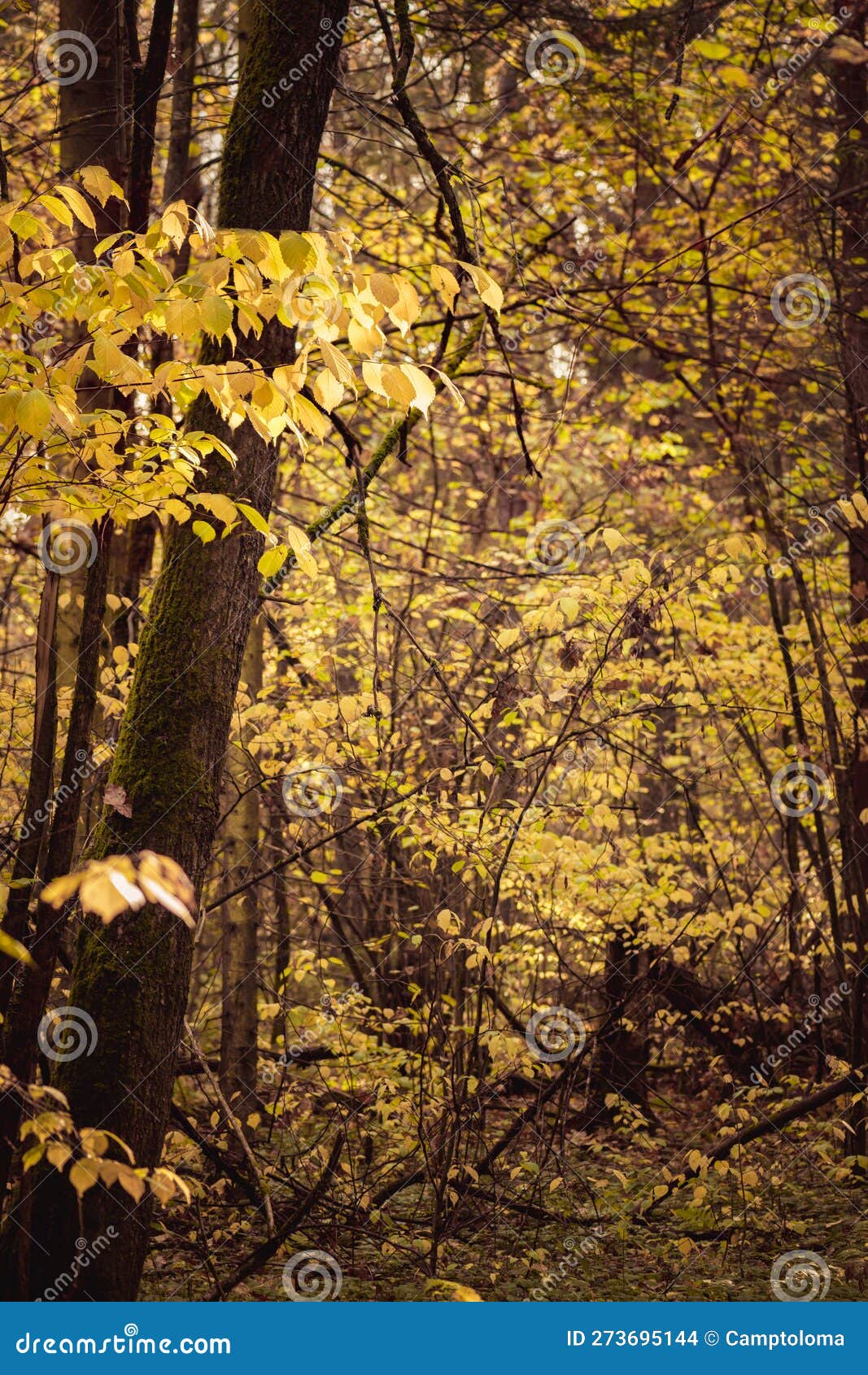 Almost Barren Trees in Deep Forest Stock Photo - Image of yellow ...