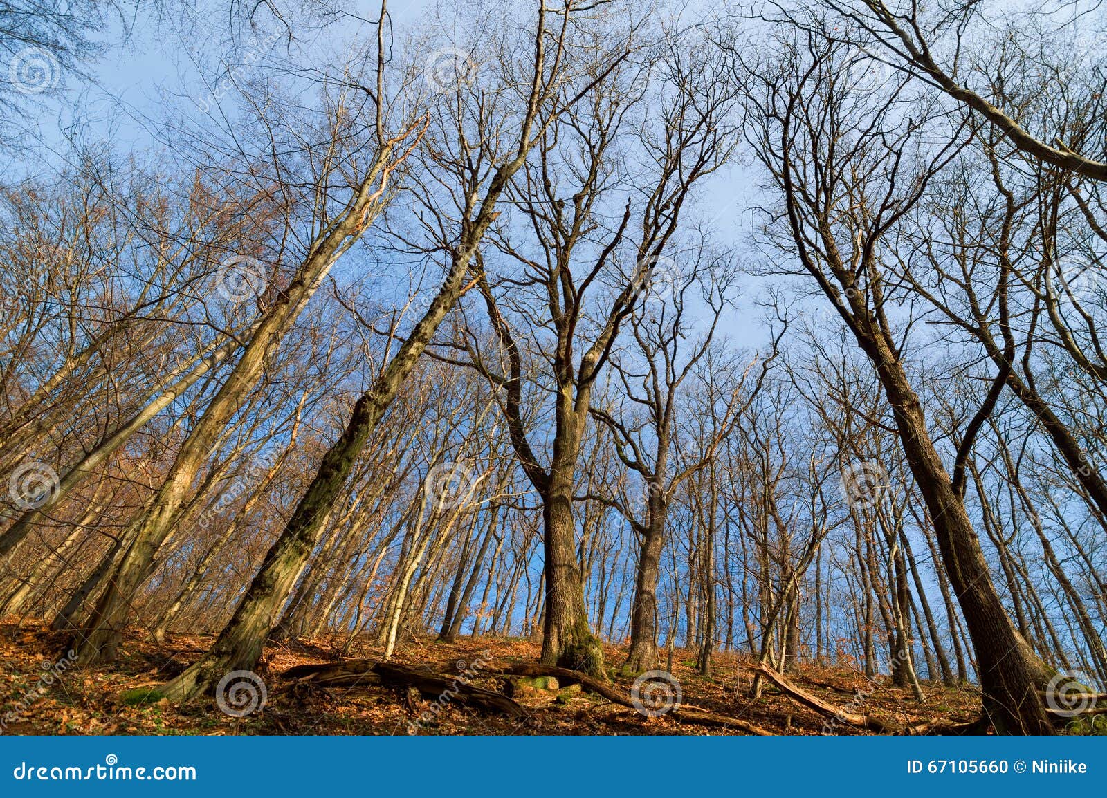 Barren trees in forest stock photo. Image of mountain - 67105660