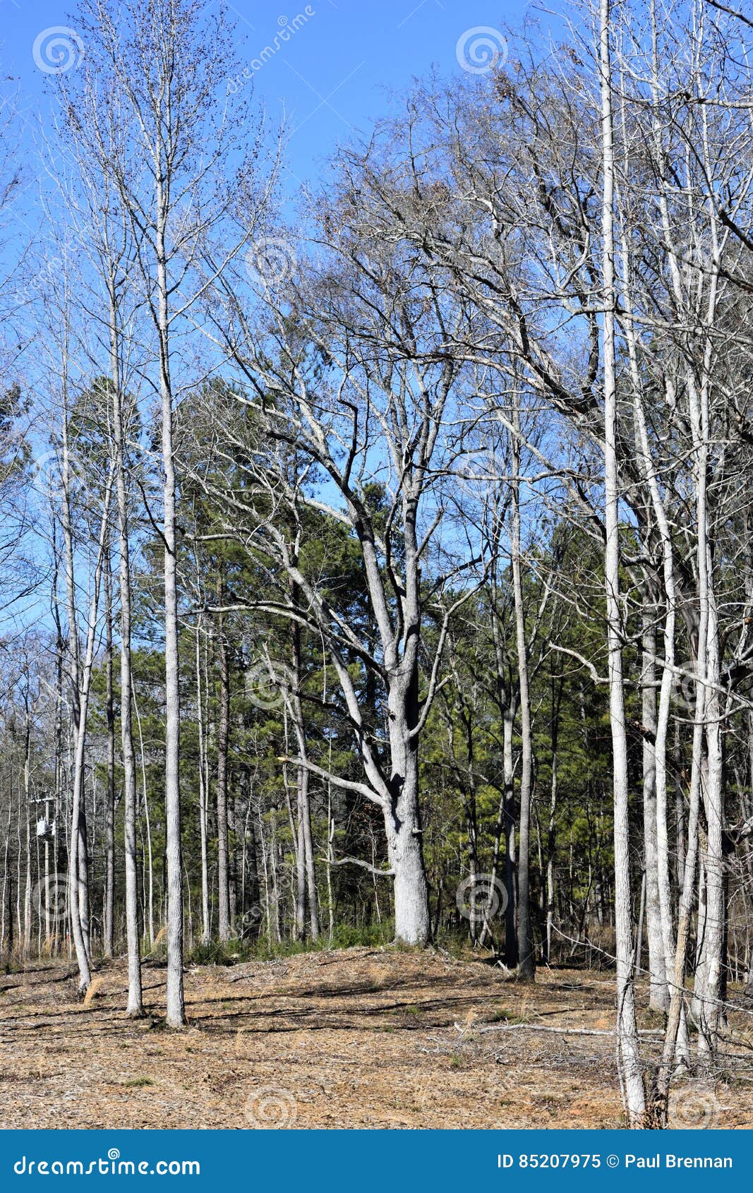 Barren Trees in the Forest stock image. Image of season - 85207975