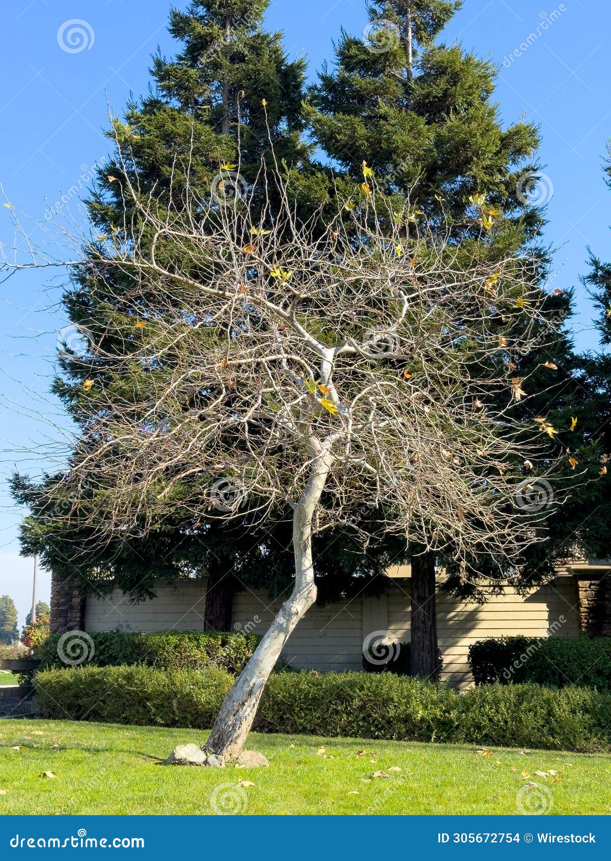 The Trees are Empty and in the Yard are Not Green Stock Photo - Image ...