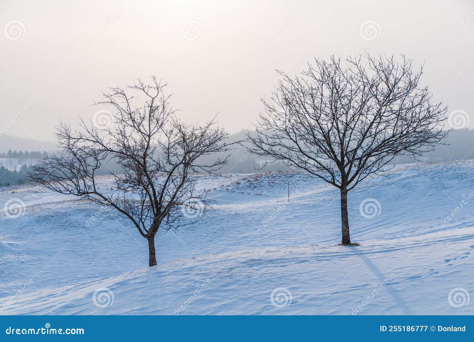 Barren Trees on a Snowy Hill Stock Image - Image of north, landscape ...
