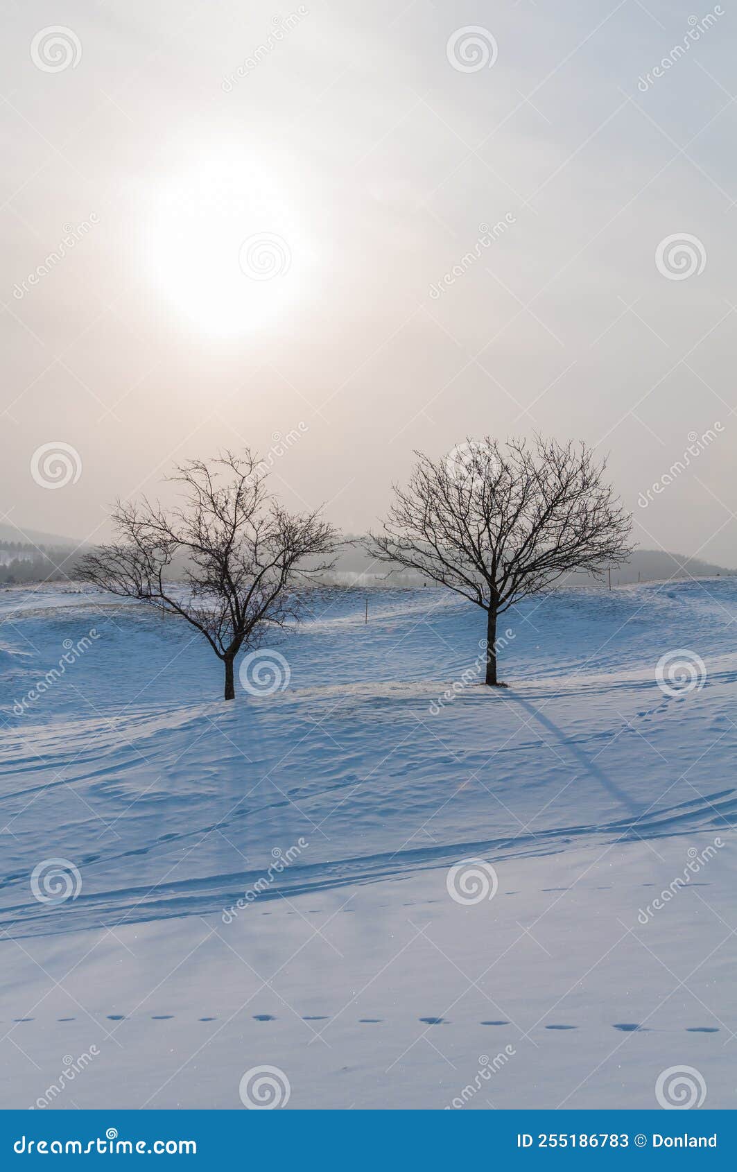 Barren Trees on a Snowy Hill Stock Image - Image of branches, sunlight ...