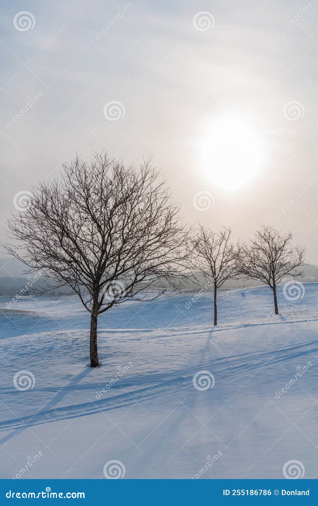 Barren Trees on a Snowy Hill Stock Photo - Image of sunlight, season ...