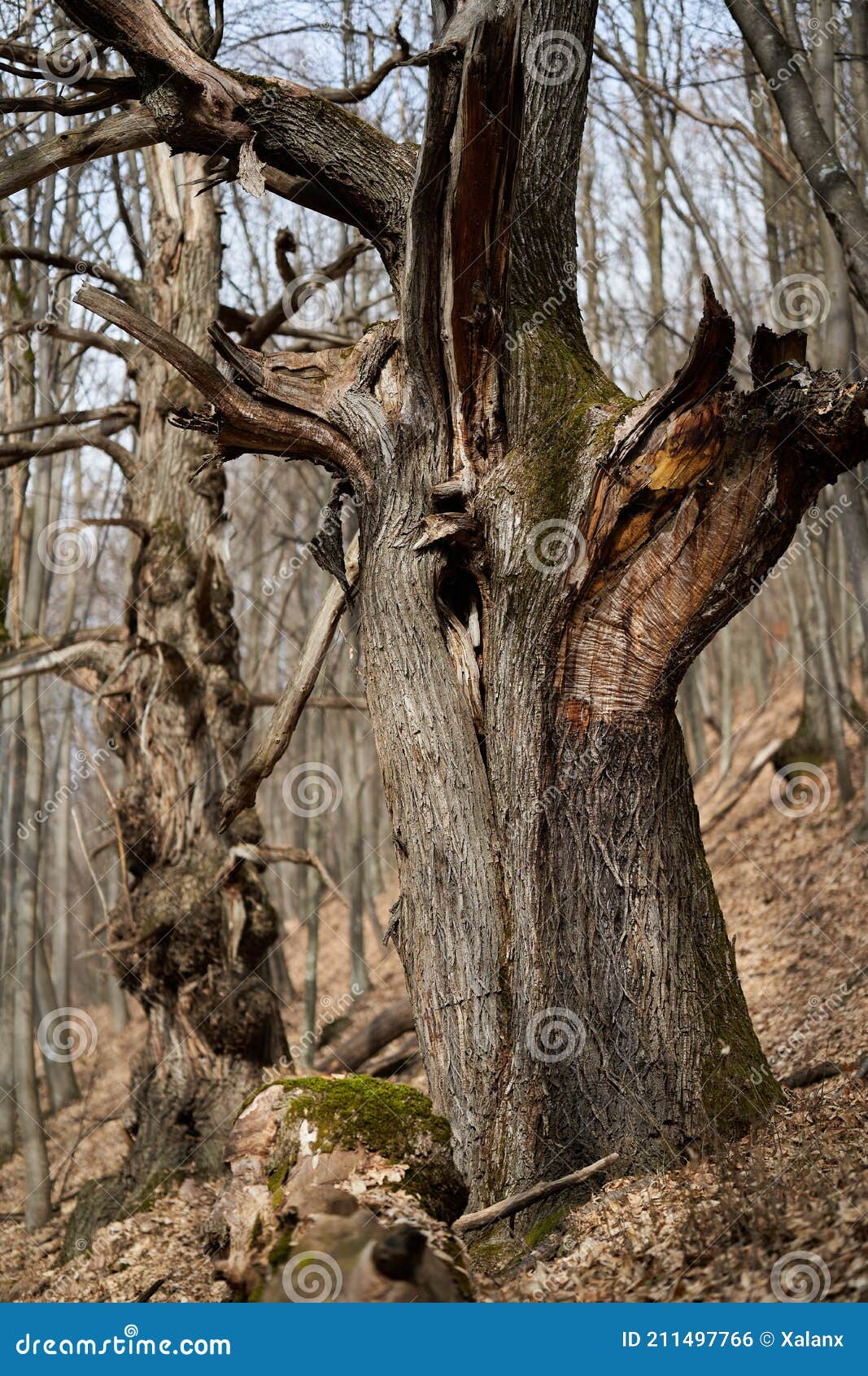 Barren trees in the winter stock photo. Image of weather - 211497766