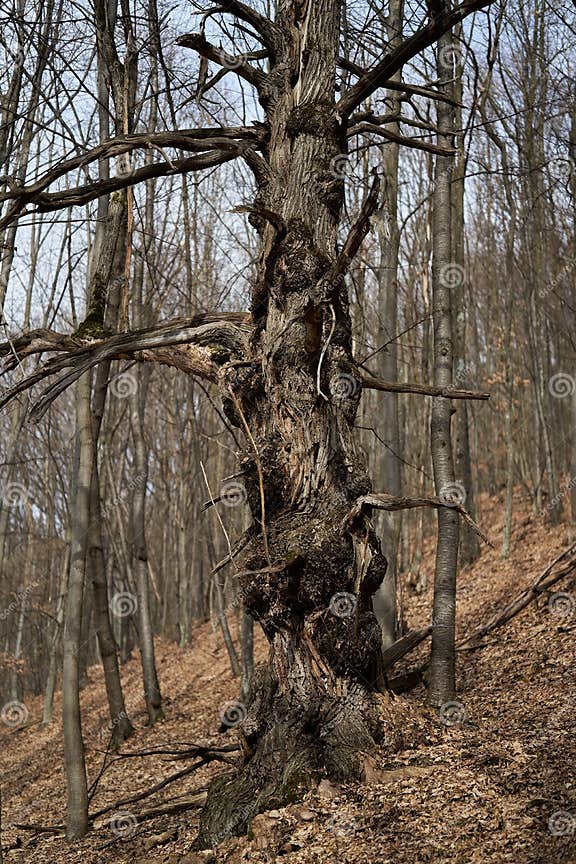Barren trees in the winter stock photo. Image of weather - 211497770
