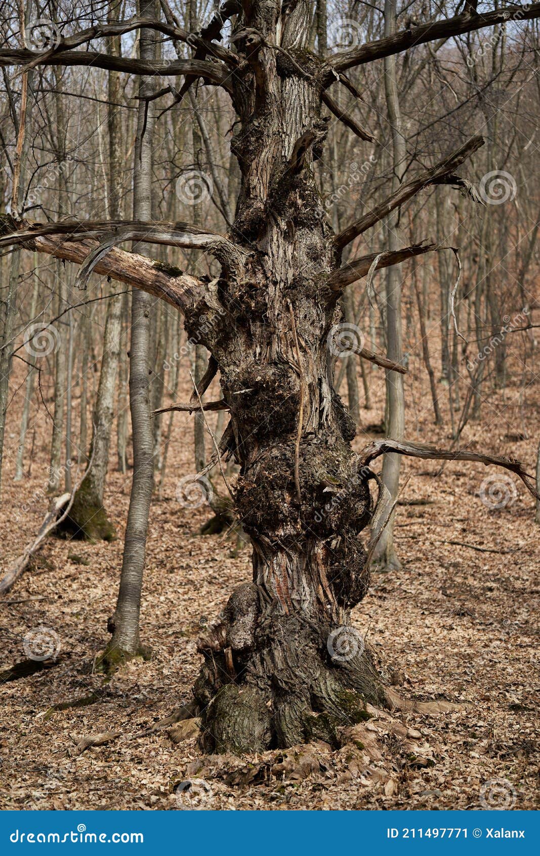 Barren trees in the winter stock image. Image of tree - 211497771