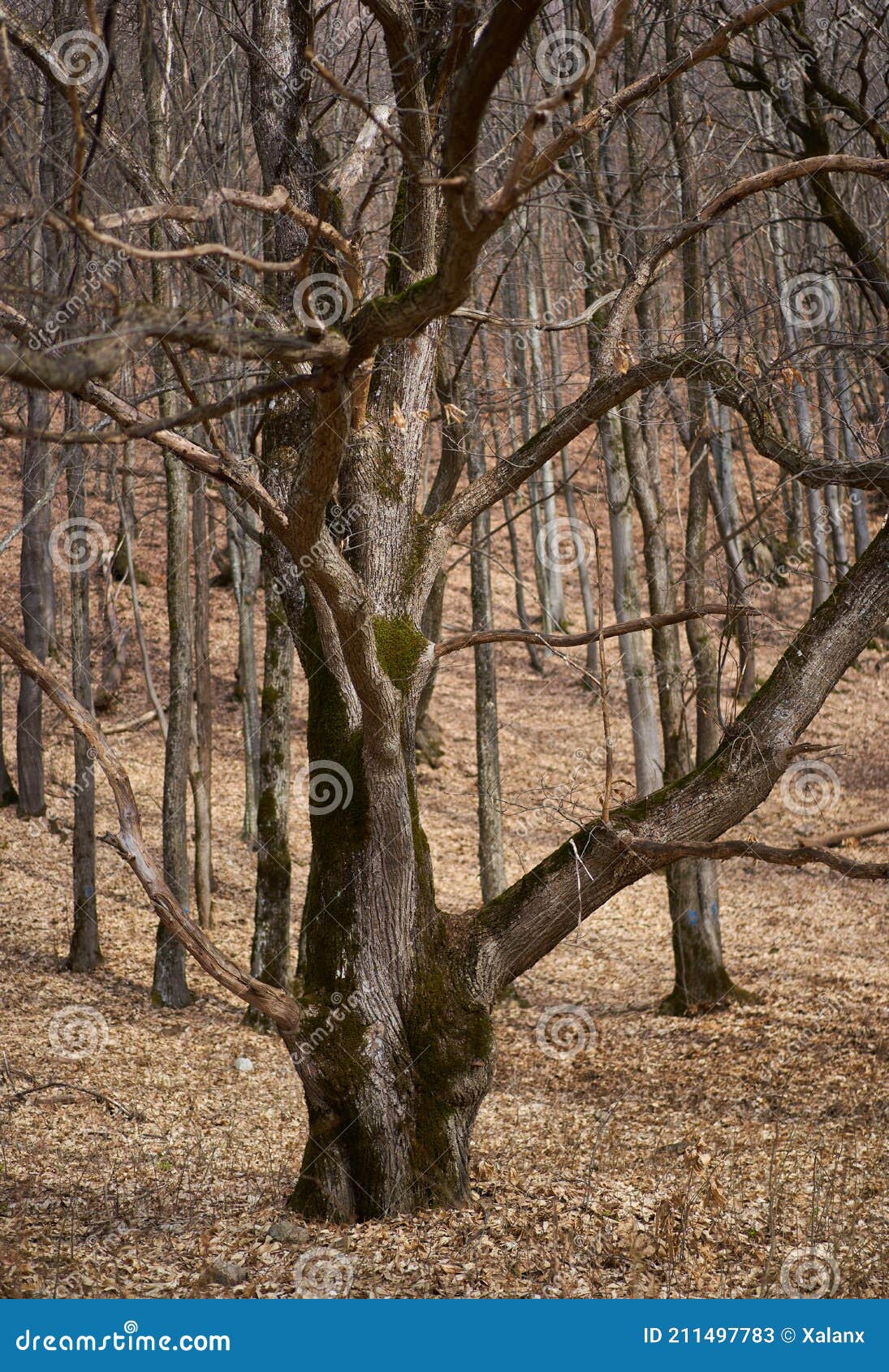 Barren trees in the winter stock image. Image of growth - 211497783
