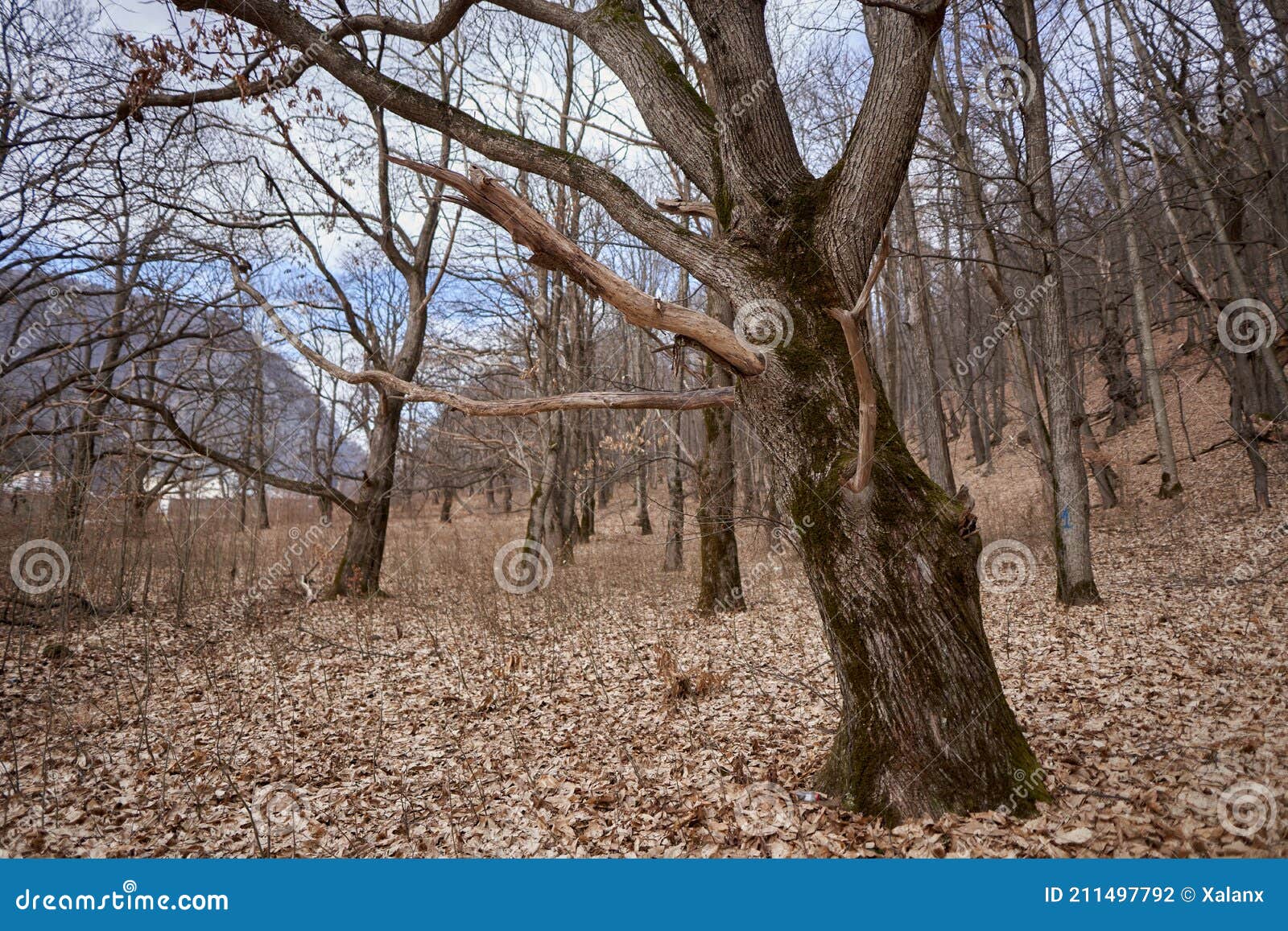 Barren trees in the winter stock photo. Image of nature - 211497792