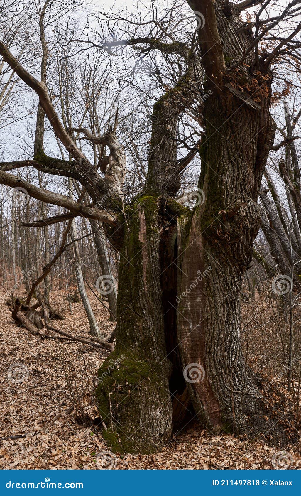 Barren trees in the winter stock photo. Image of abstract - 211497818