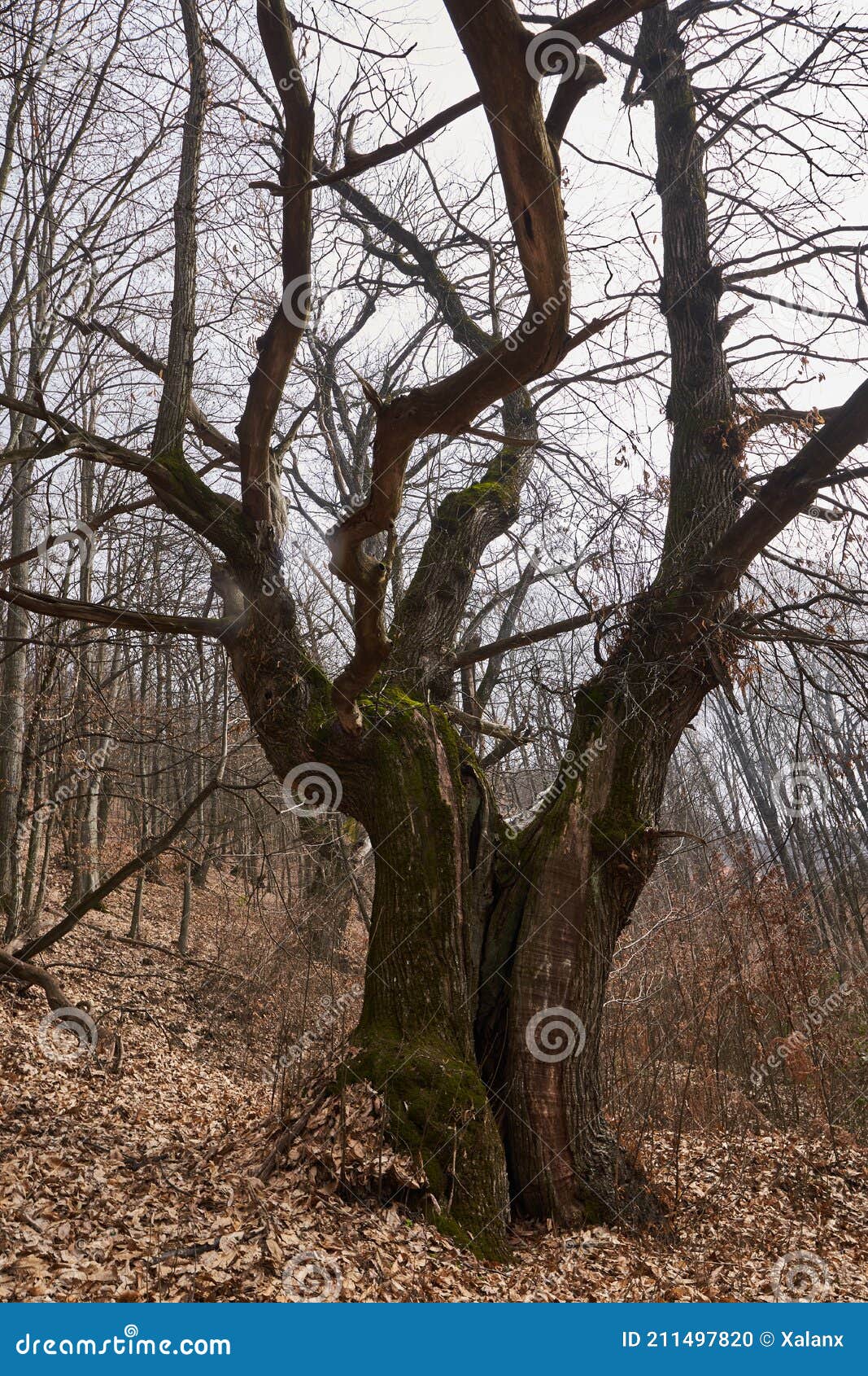 Barren trees in the winter stock photo. Image of fall - 211497820