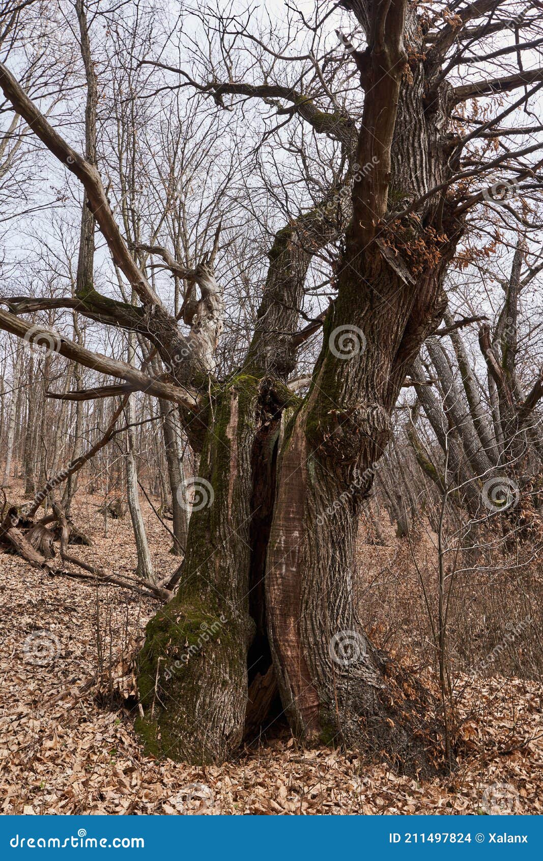 Barren trees in the winter stock photo. Image of weather - 211497824