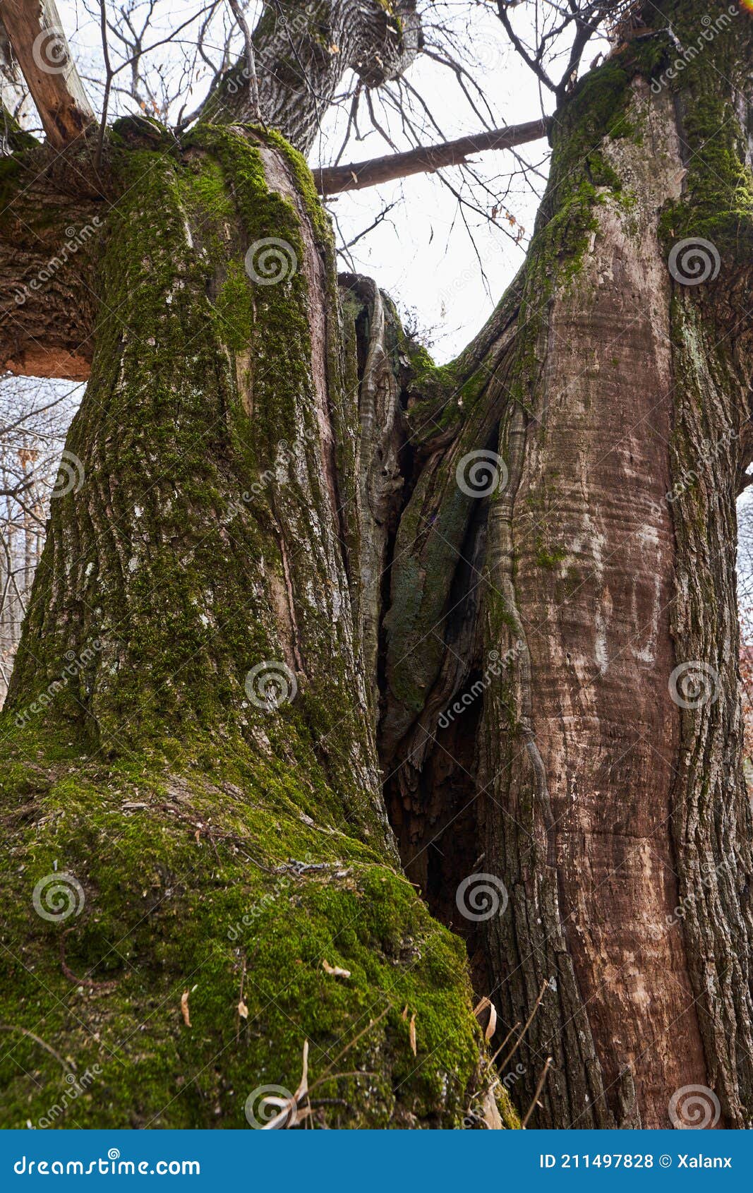 Barren trees in the winter stock photo. Image of outdoor - 211497828