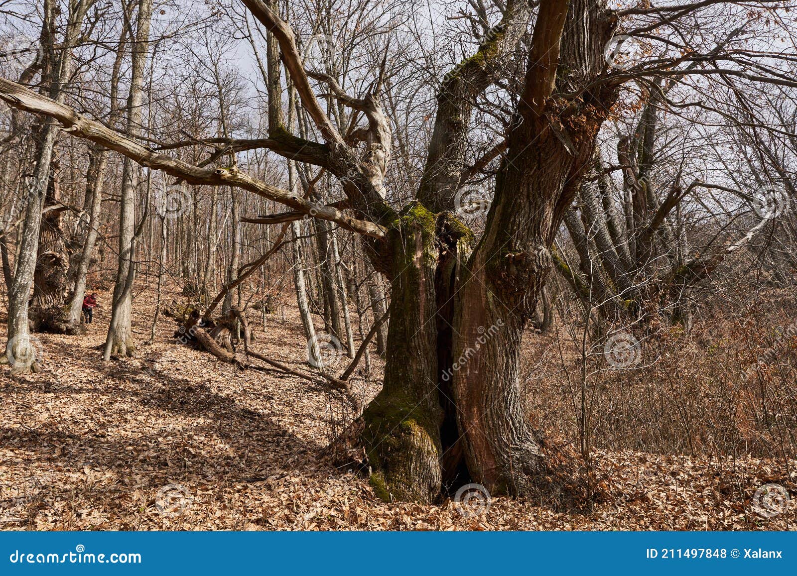 Barren trees in the winter stock photo. Image of outdoor - 211497848