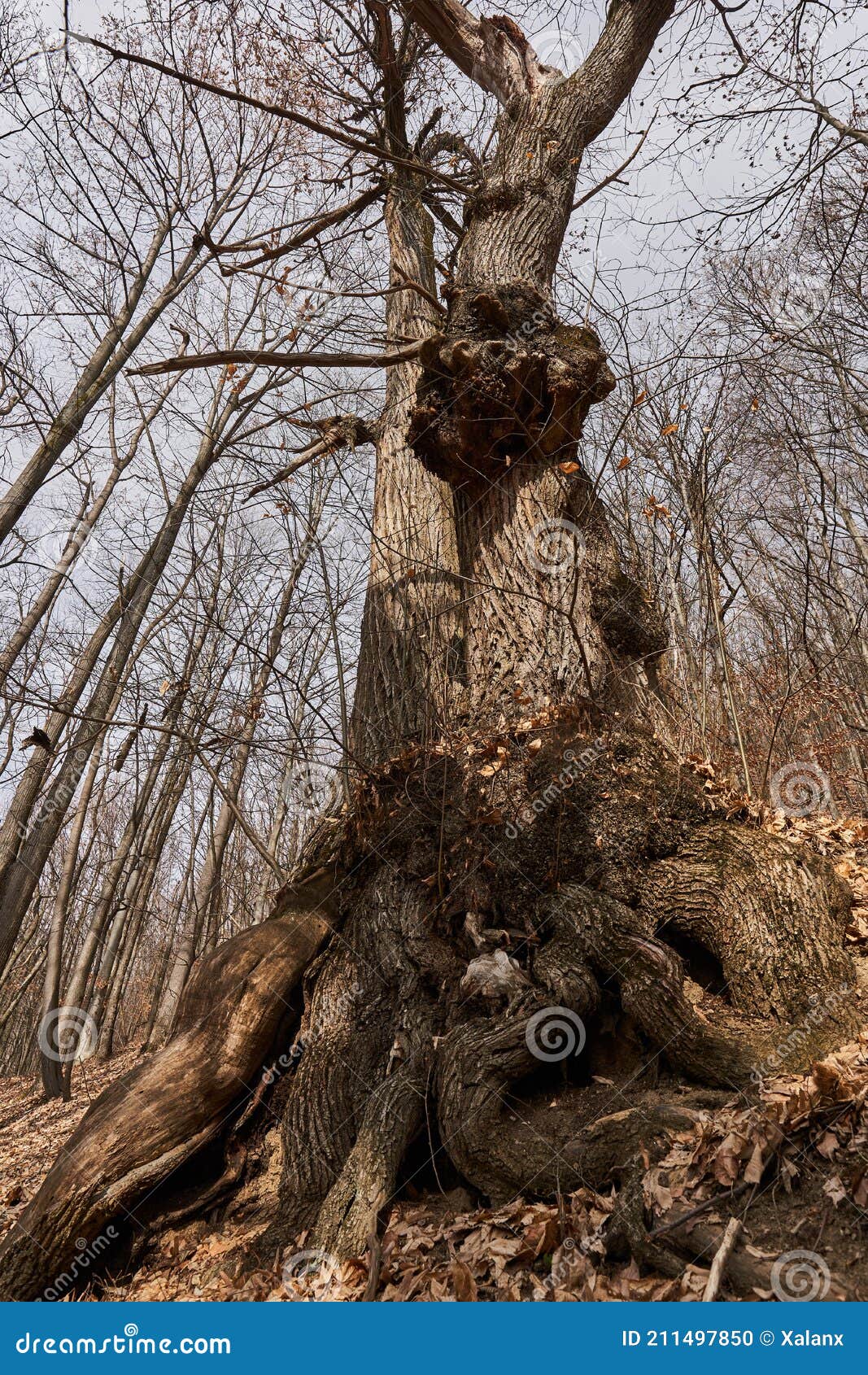Barren trees in the winter stock photo. Image of deciduous - 211497850