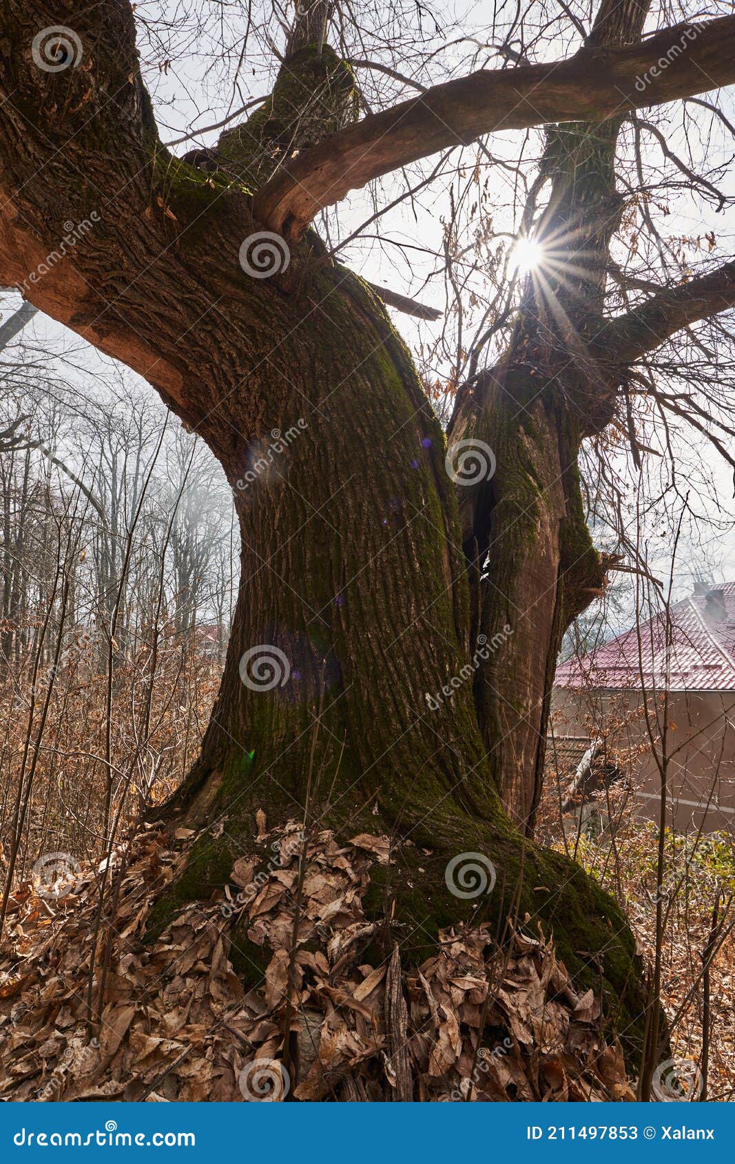 Barren trees in the winter stock image. Image of copy - 211497853
