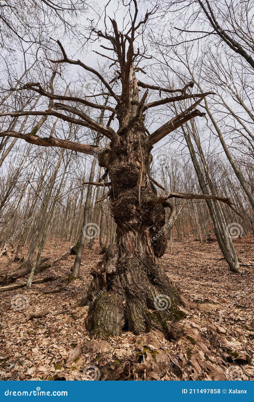 Barren trees in the winter stock photo. Image of season - 211497858